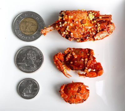 flutterbyblue: Mini Japanese Crab Snacks!