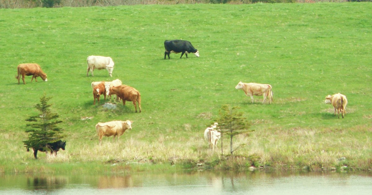 This Is The Day - Rejoice: The Cattle On a Thousand Hills