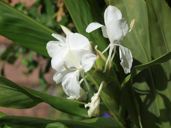 Andrea's Plants, Photos and Travels: Hot, Loud and Proud for July '10
