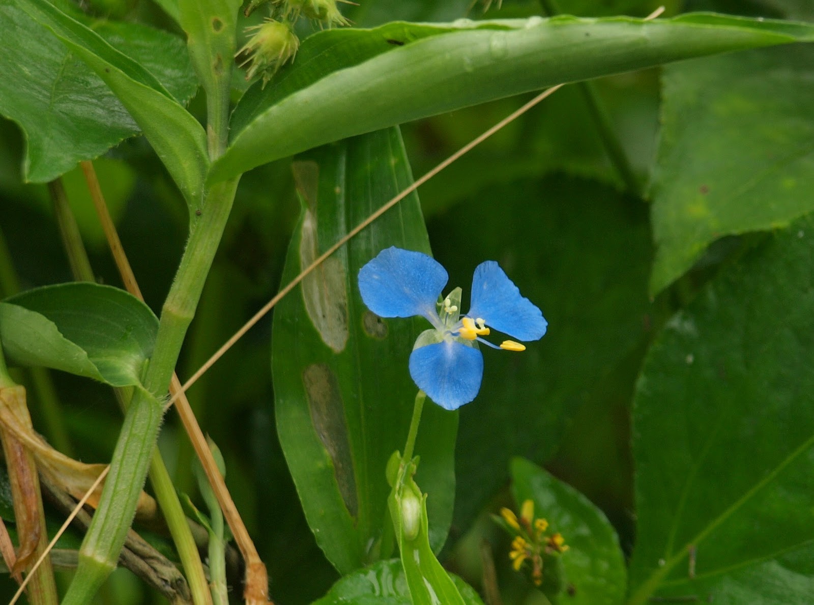 And Blue Flower Weeds Identification