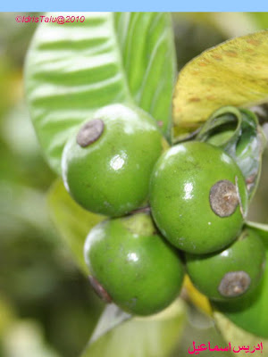 IdrisTalu: Buah Cerapu (Kecupu)