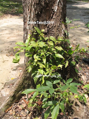 IdrisTalu: Cemperai - champeria griffithii