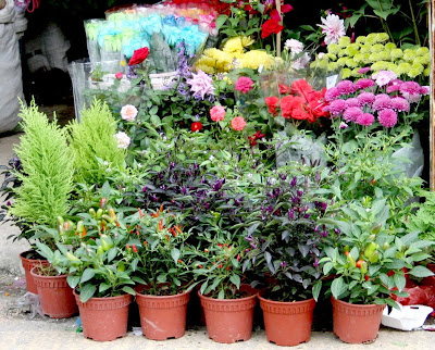 IdrisTalu: Bunga Di Cameron Highlands