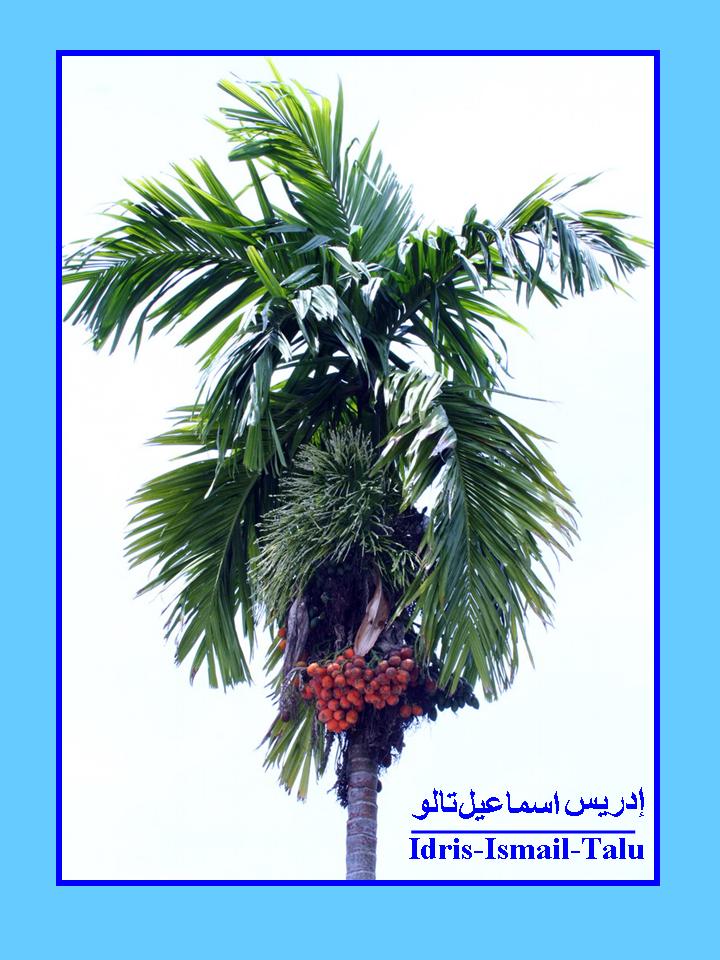 IdrisTalu: Pokok Pinang