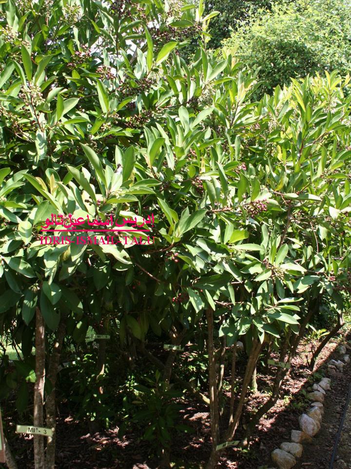 IdrisTalu: Pokok Mata Itik