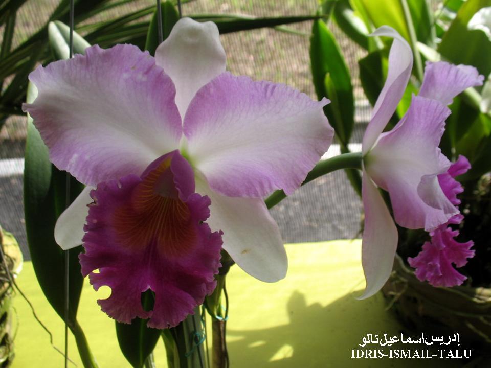 IdrisTalu: Orchids of Perak