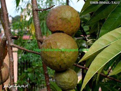 IdrisTalu: Buah Nona