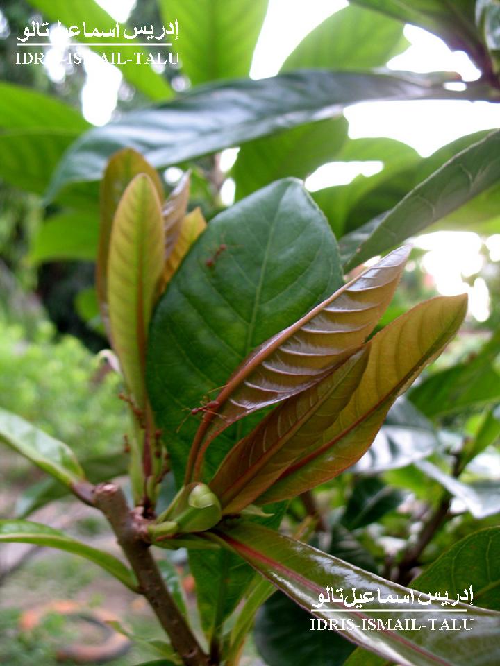 IdrisTalu: Pokok Putat