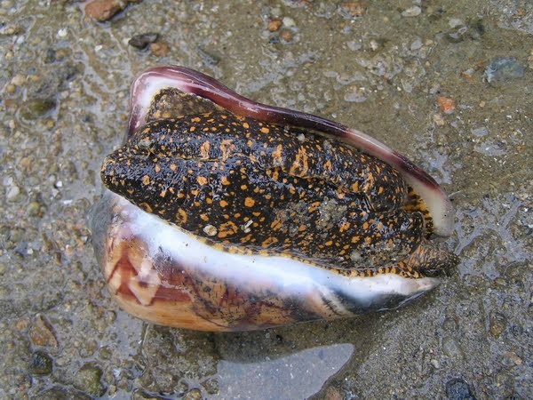 PurpleMangrove: Changi practical trip