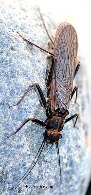 Fly Fishing In Yellowstone National Park: 04/01/2010 - 05/01/2010