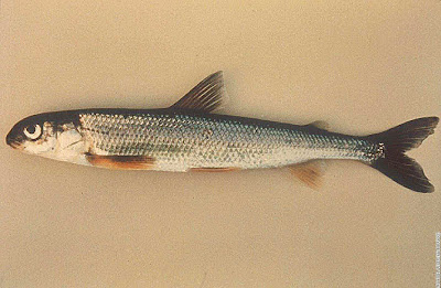 Fly Fishing In Yellowstone National Park: Small Monsters