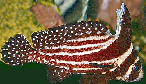 Fly Fishing In Yellowstone National Park: RE-POST