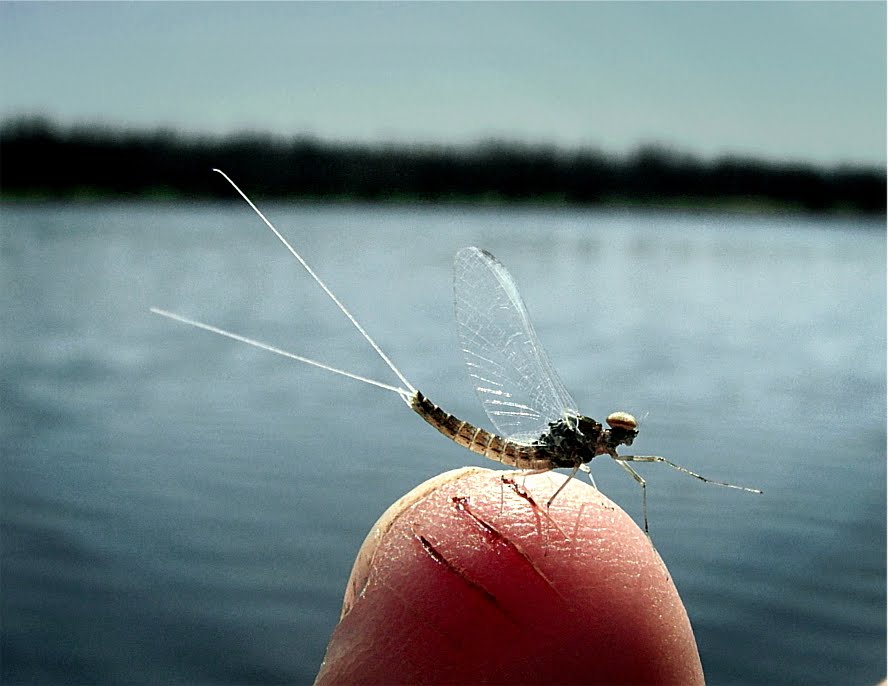 Fly Fishing In Yellowstone National Park: Five And Counting