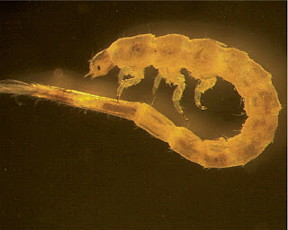 Fly Fishing In Yellowstone National Park: Looking Beyond The Runners