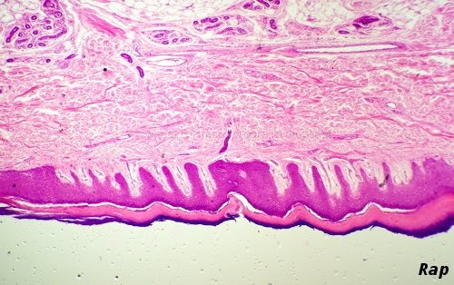 Macro y microfotografia: Microfotografía: Piel humana