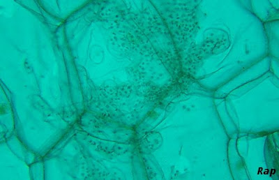 Macro y microfotografia: Microfotografía: Rhoeo discolor