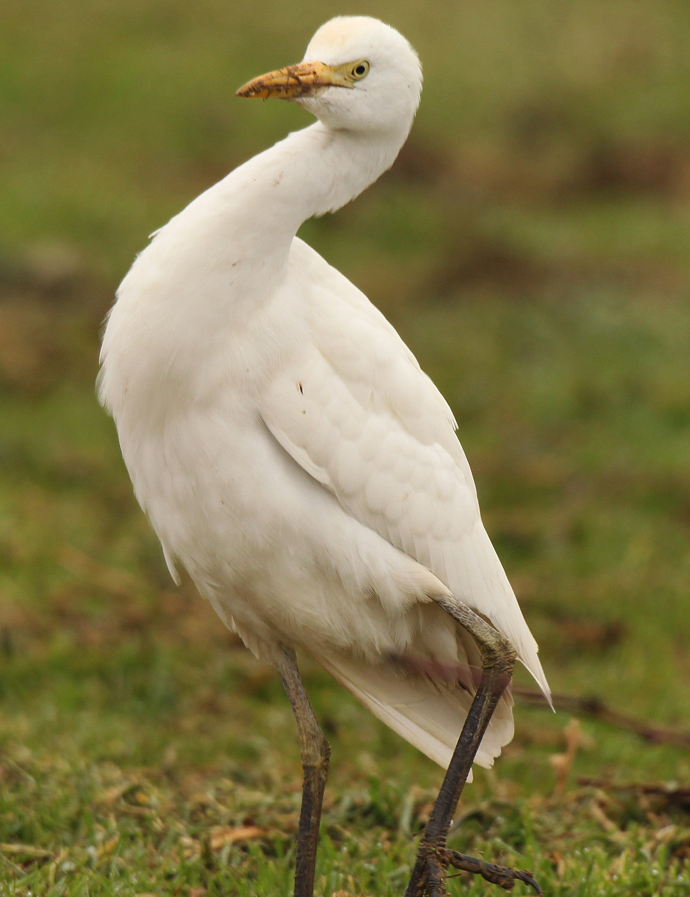 Biblioteca de l'Escola Jaume Balmes: L'esplugabous (Bubulcus ibis)