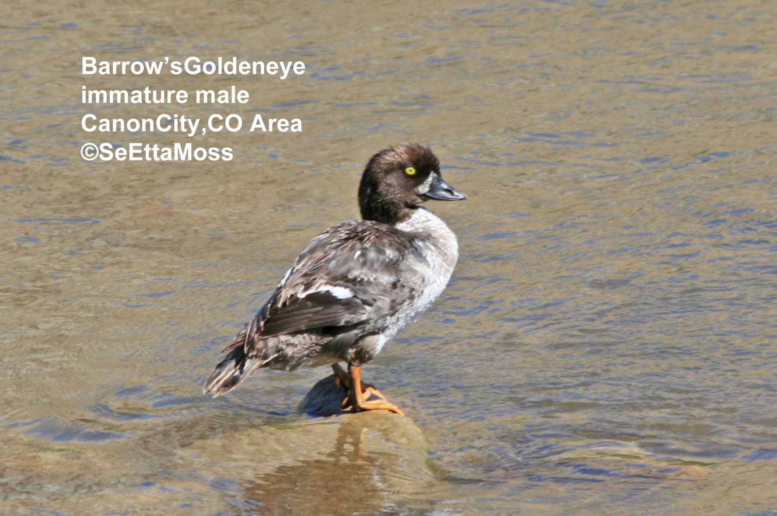 Young handsome male Barrow's Goldeneye