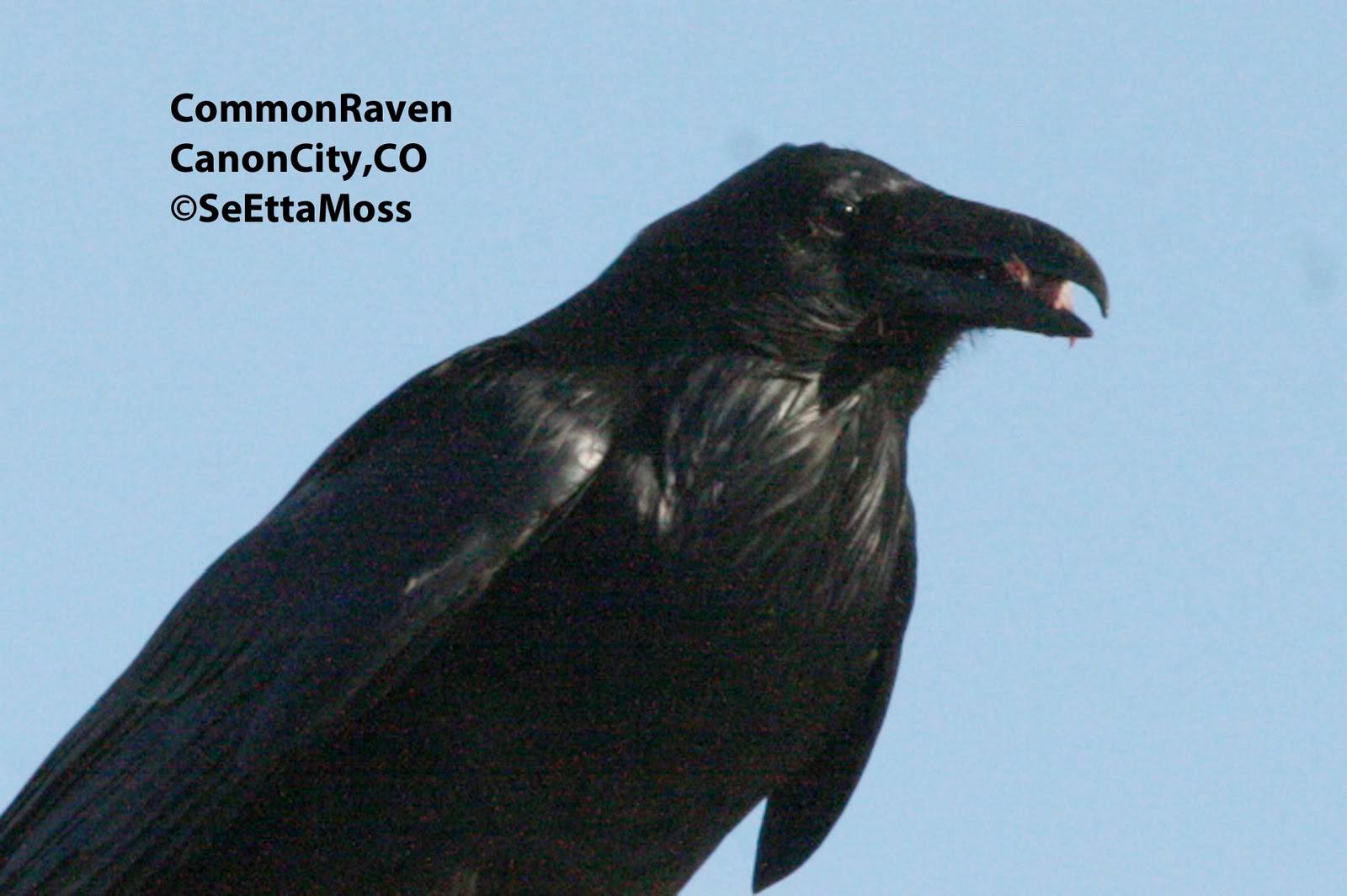 More Common Raven and rabbit dinner