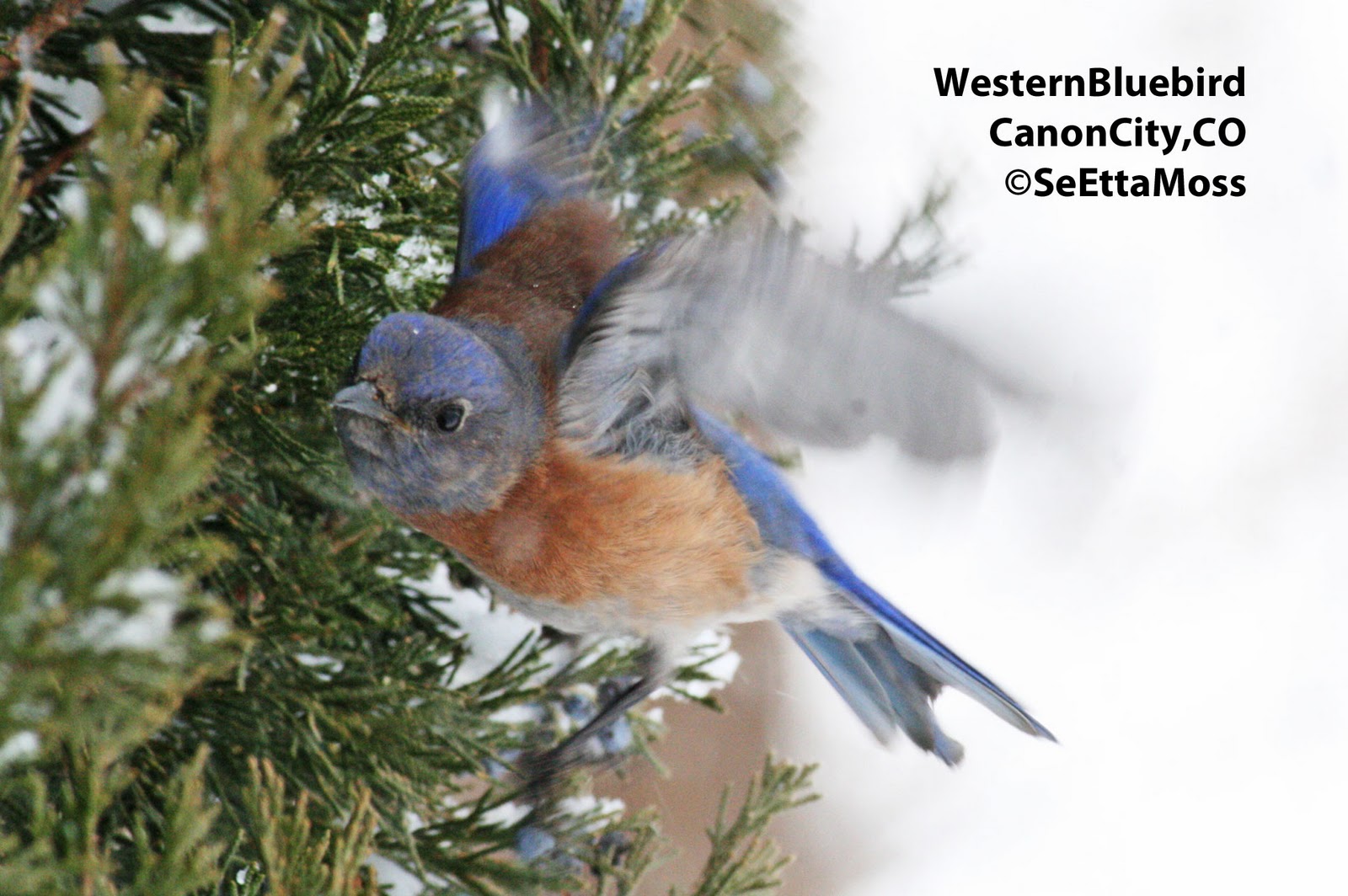 Eastern vs Western Bluebirds