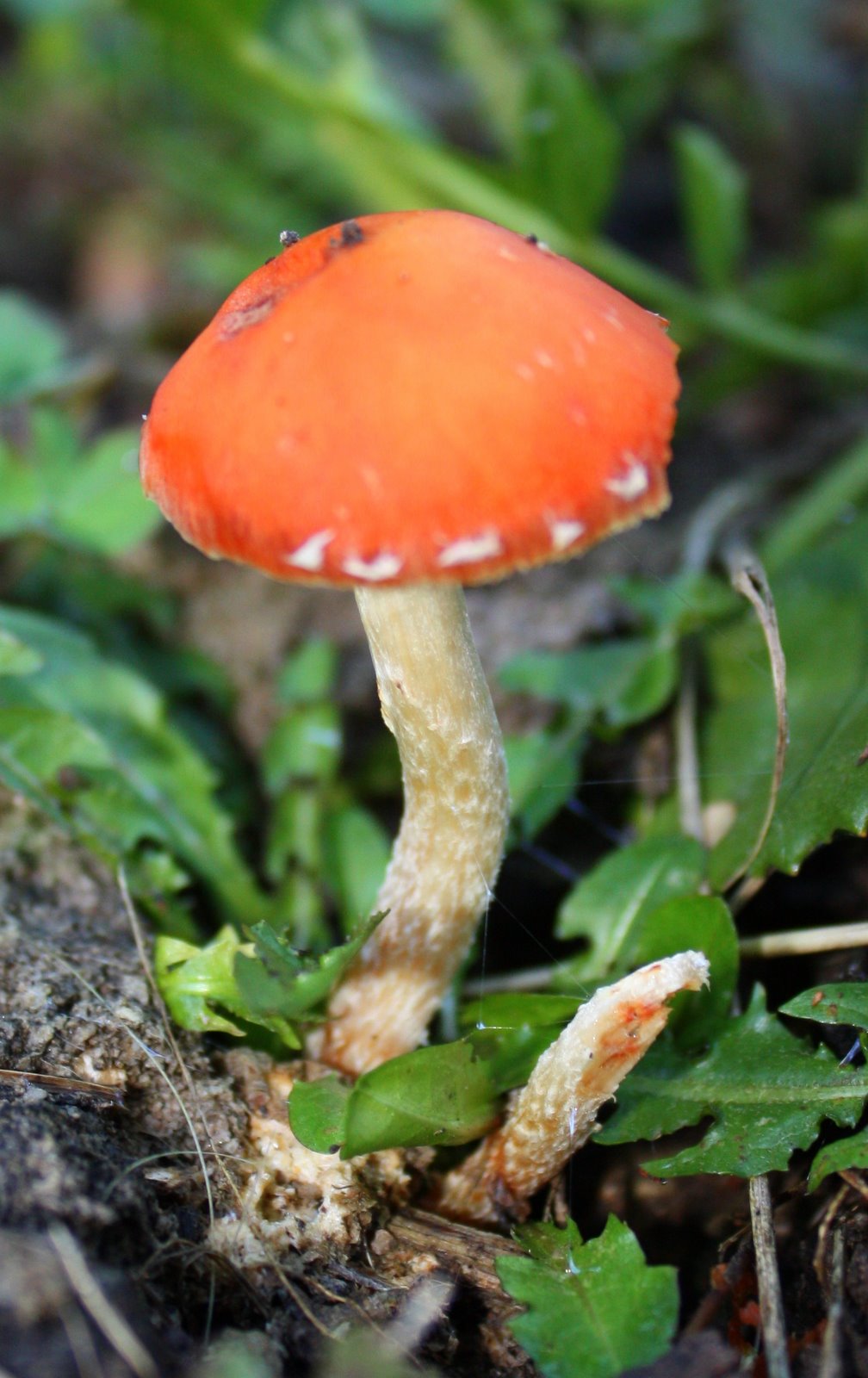 Cubby House Crafts: Orange mushrooms....