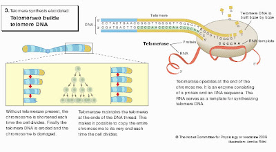 Oenoanda: Despre telomeri, telomeraza, batranete si cancer