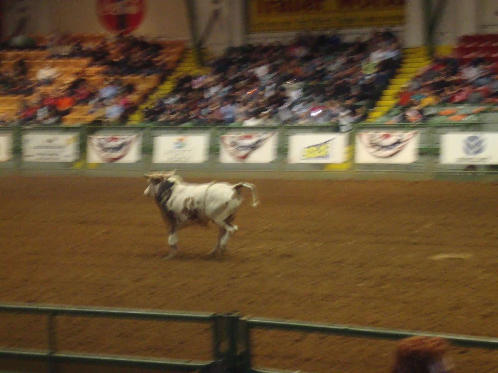 The Braden Family: Fort Worth Stockyard Rodeo Time!! YEE HAW!!