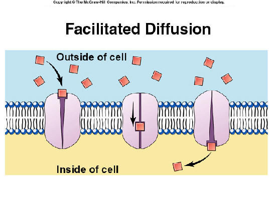 simple diffusion - meddic