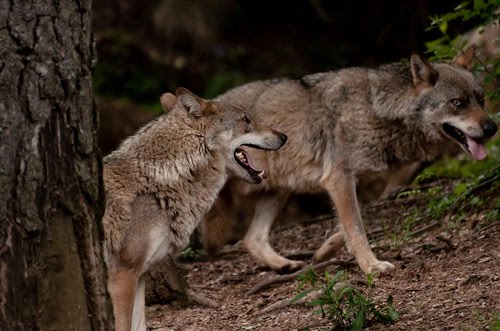 ELS CABRES DE MONTNEGRE: CUANDO EL LOBO ACECHA....