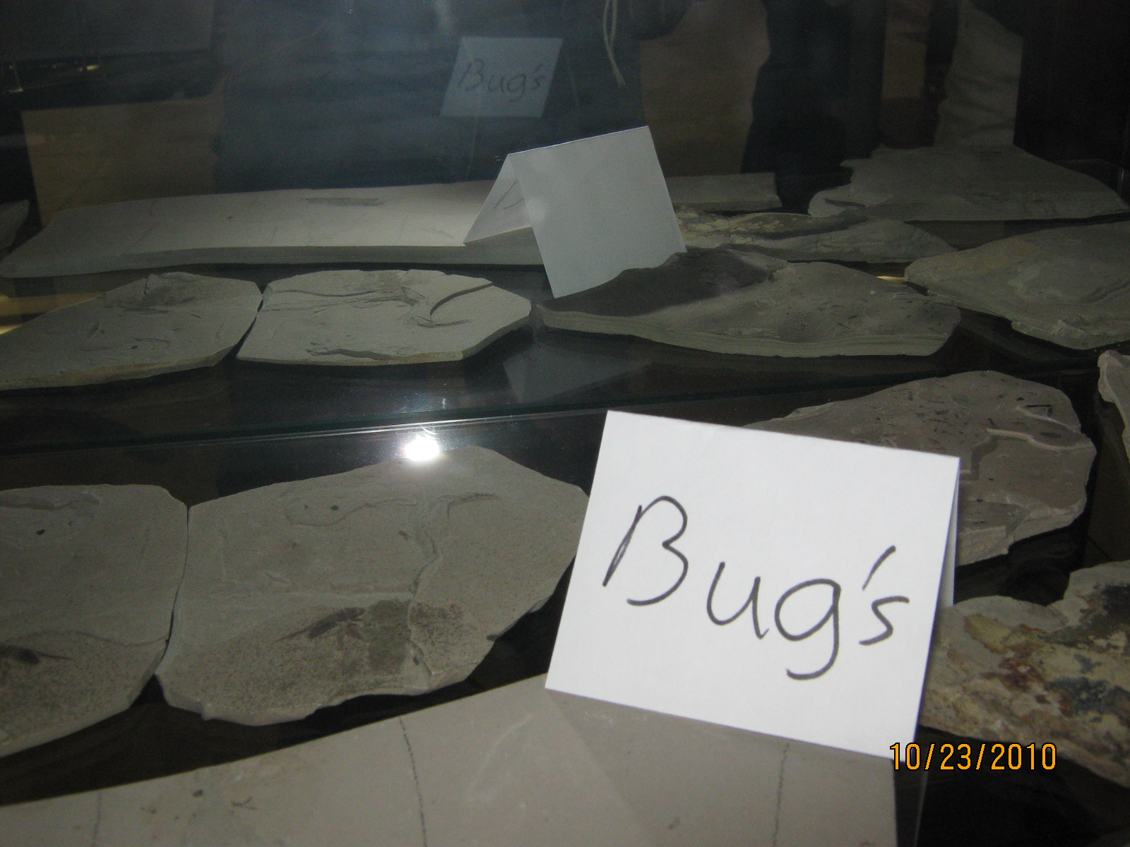 The Whited Sepulchre: My trip to the Creation Evidence Museum in Glen ...