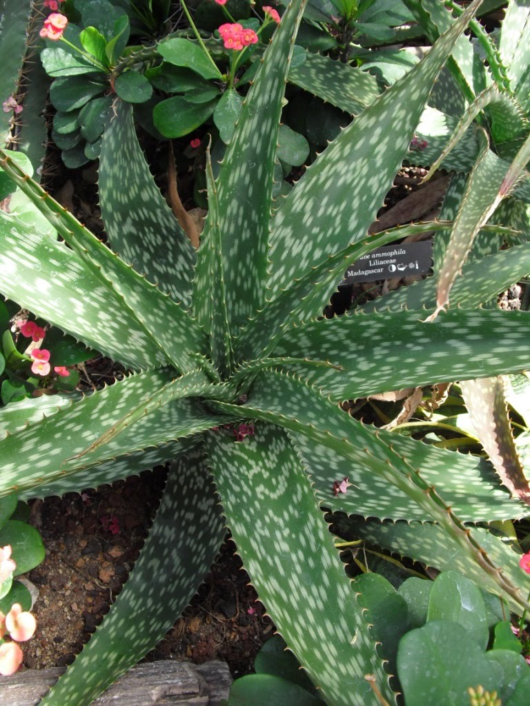 Life Among the Leaves: April 2010