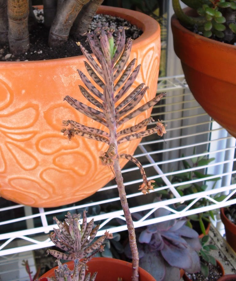 Life Among the Leaves: In Praise of Succulents: Kalanchoe/Bryophyllum ...