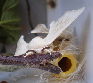 Nature at school: Silkworms