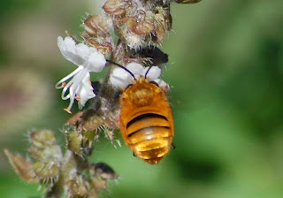 Nature at school: Busy bees