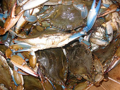 Carolina Foodie: CRABS HAVE AWAKENED!