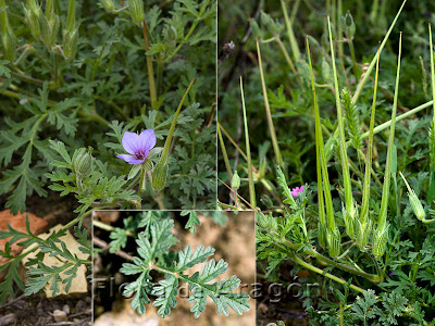 Flora de Aragón: Erodium ciconium