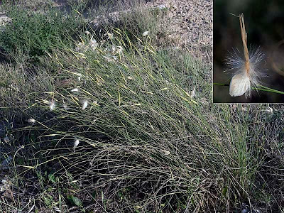Flora de Aragón: Lygeum spartum