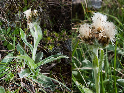 Flora de Aragón: Antennaria carpatica subsp. carpatica