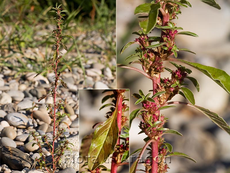 Flora de Aragón: Amaranthus blitoides