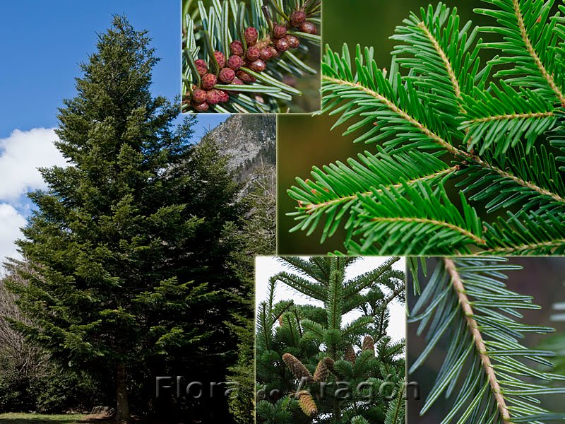 Flora de Aragón: Abies alba