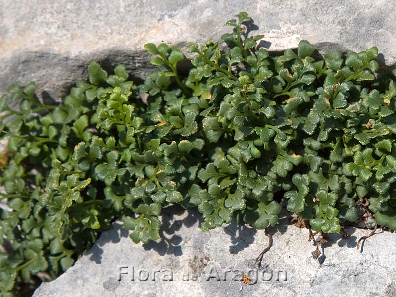 Flora de Aragón: Asplenium ruta-muraria subsp. ruta-muraria