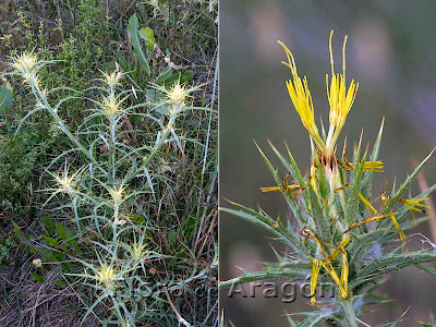 Flora de Aragón: Carthamus lanatus subsp. lanatus