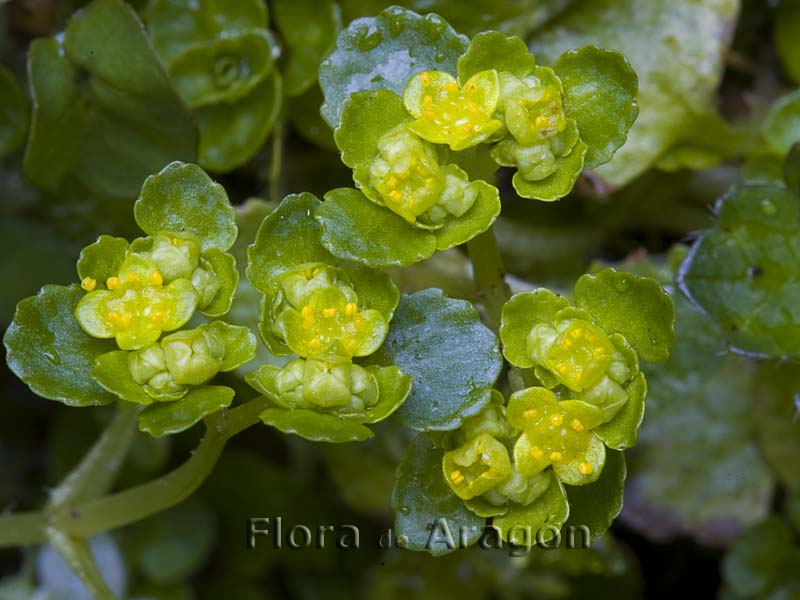 Flora de Aragón: Chrysosplenium oppositifolium