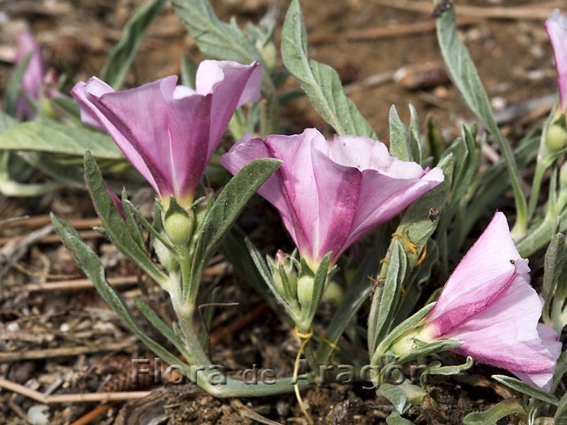 Flora de Aragón: Convolvulus lineatus