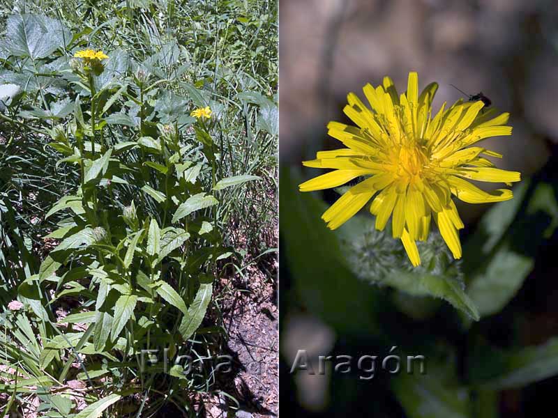 Flora de Aragón: Crepis pyrenaica