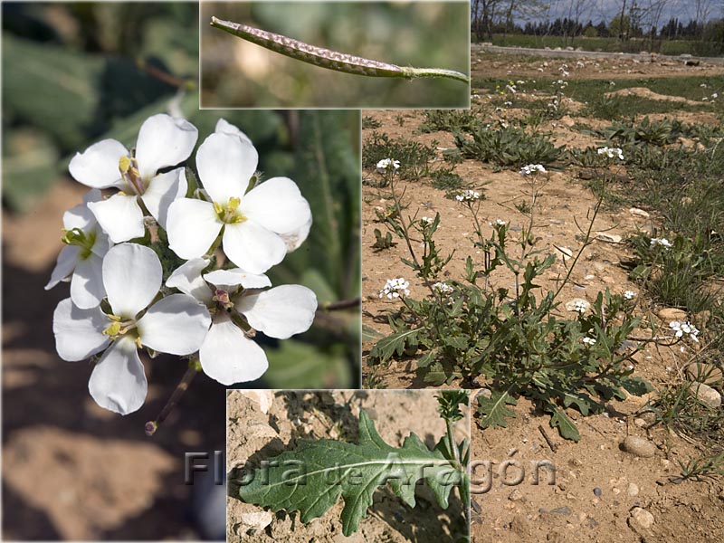 Flora de Aragón: Diplotaxis erucoides subsp. erucoides