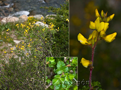 Flora de Aragón: Ononis aragonensis