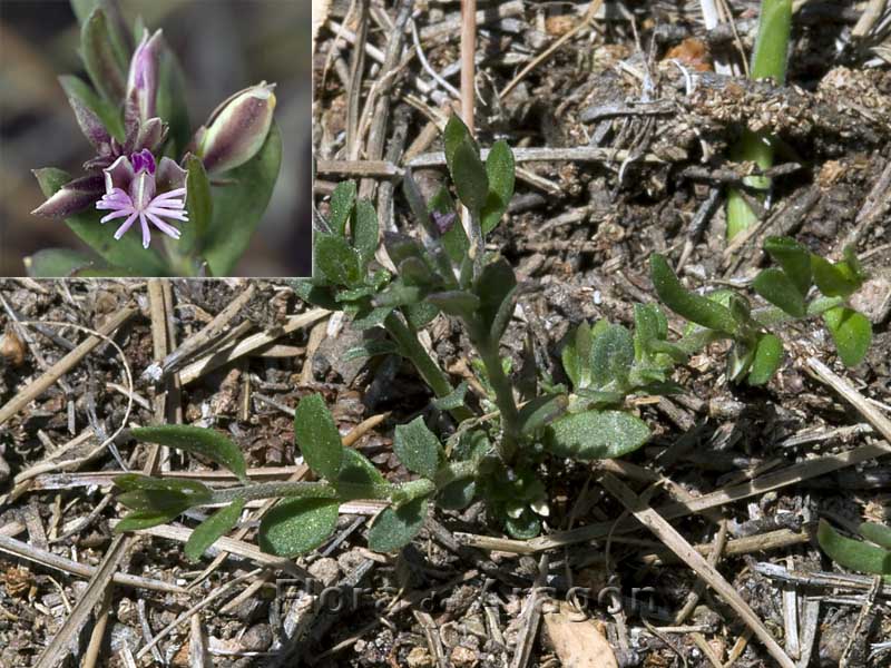 Flora de Aragón: Polygala rupestris