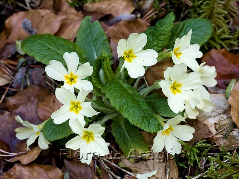Flora de Aragón: Primula acaulis subsp. acaulis