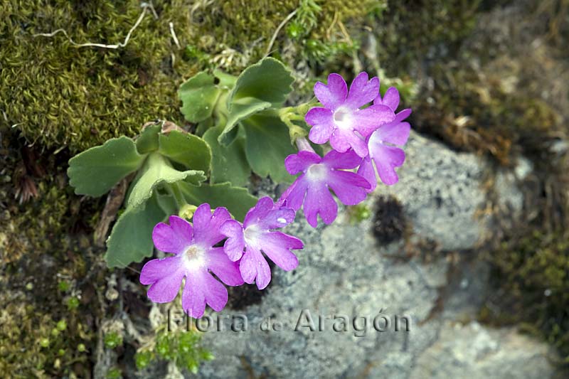 Flora de Aragón: Primula hirsuta